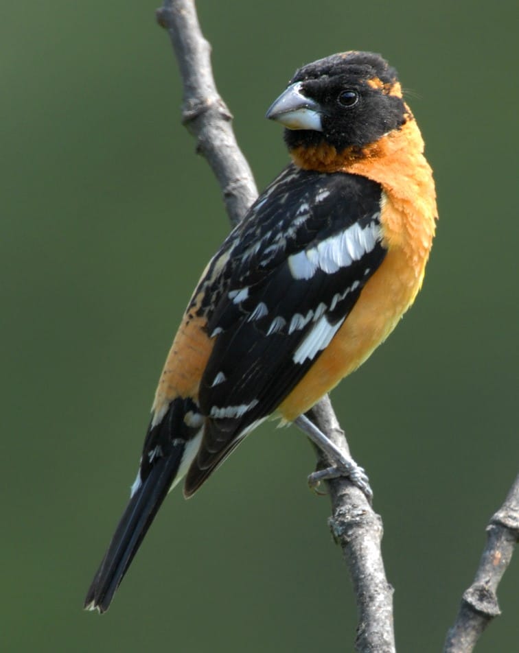 Black-headed Grosbeak - Avian Knowledge Northwest