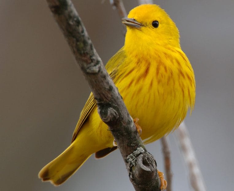 Yellow Warbler - Avian Knowledge Northwest