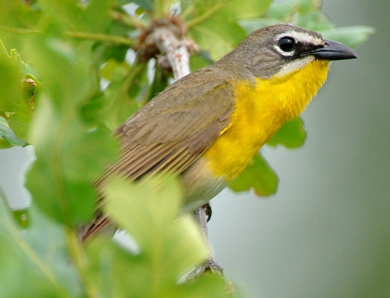 Yellow-breasted Chat - Avian Knowledge Northwest