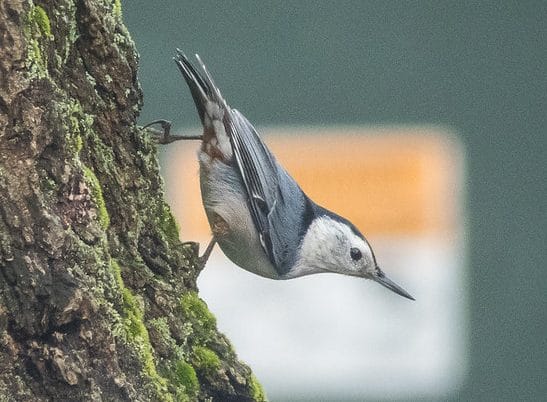 Species Pages Archives - Avian Knowledge Northwest